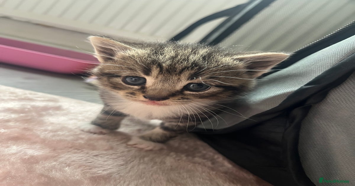 5 mixed tabby/bengal/tortoiseshell kittens for sale in Ellesmere Port ...