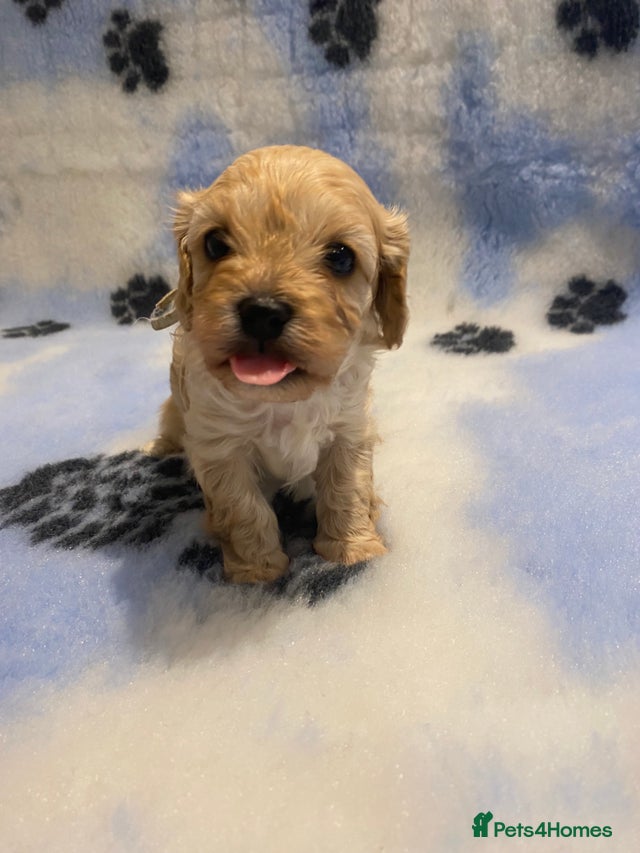 5 apricot cavapoo puppies for sale in Havant | Pets4Homes