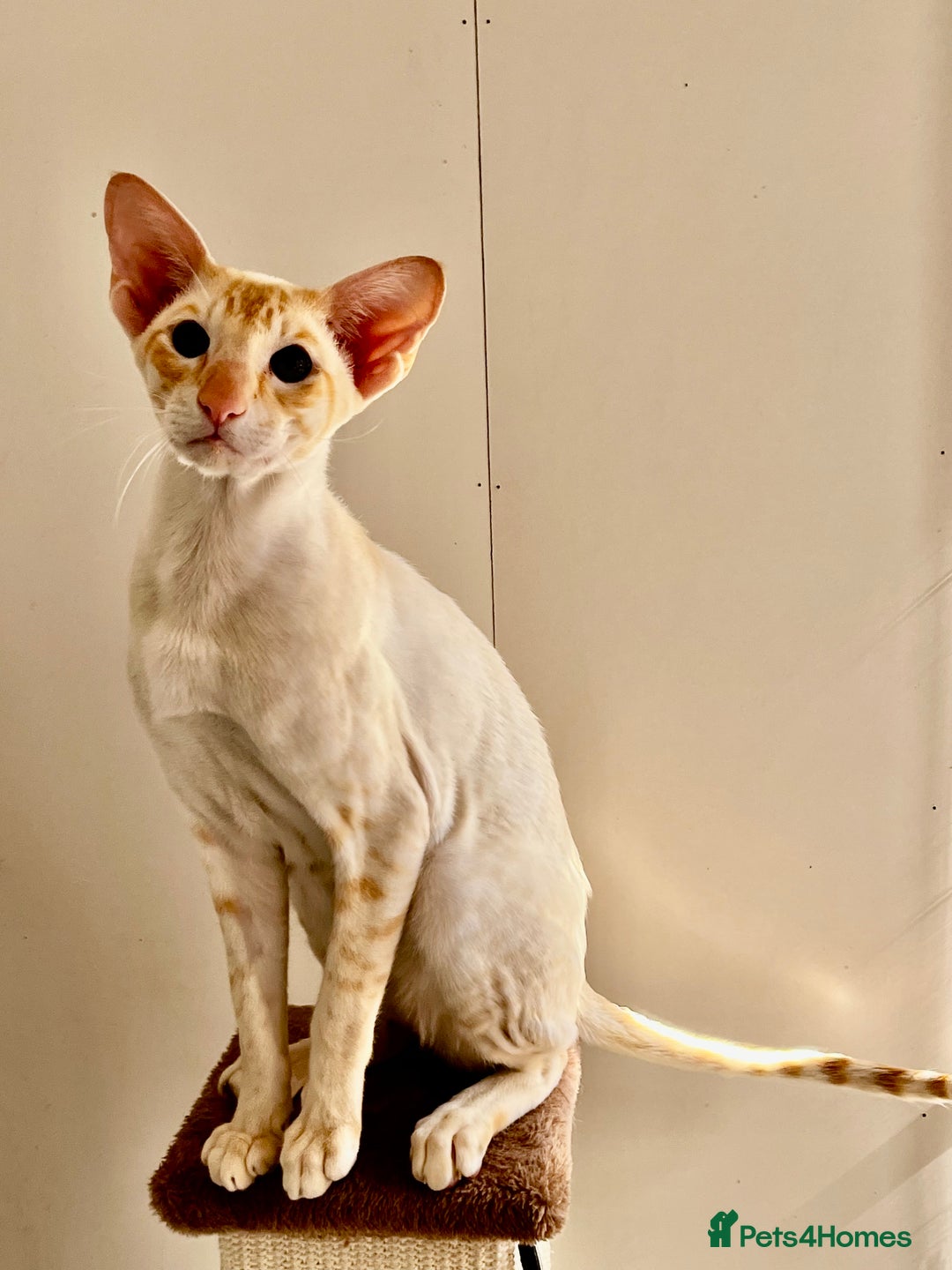 Siamese RESERVED NOW. for sale in Grantham | Pets4Homes