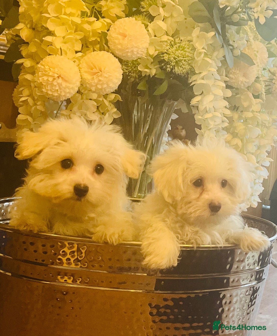 Standard Maltipoo puppies for sale | Pets4Homes