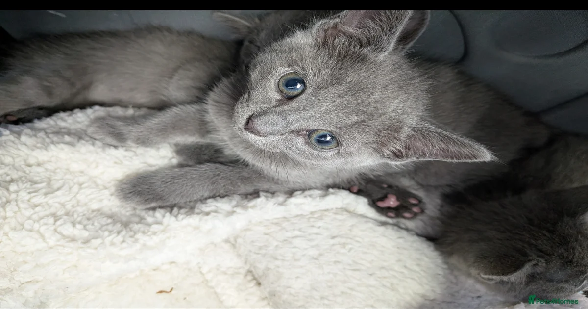 Russian Blue Kittens for sale | Pets4Homes