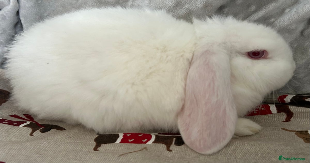 Beautiful French Lop babies for sale in Stanford-le-Hope | Pets4Homes