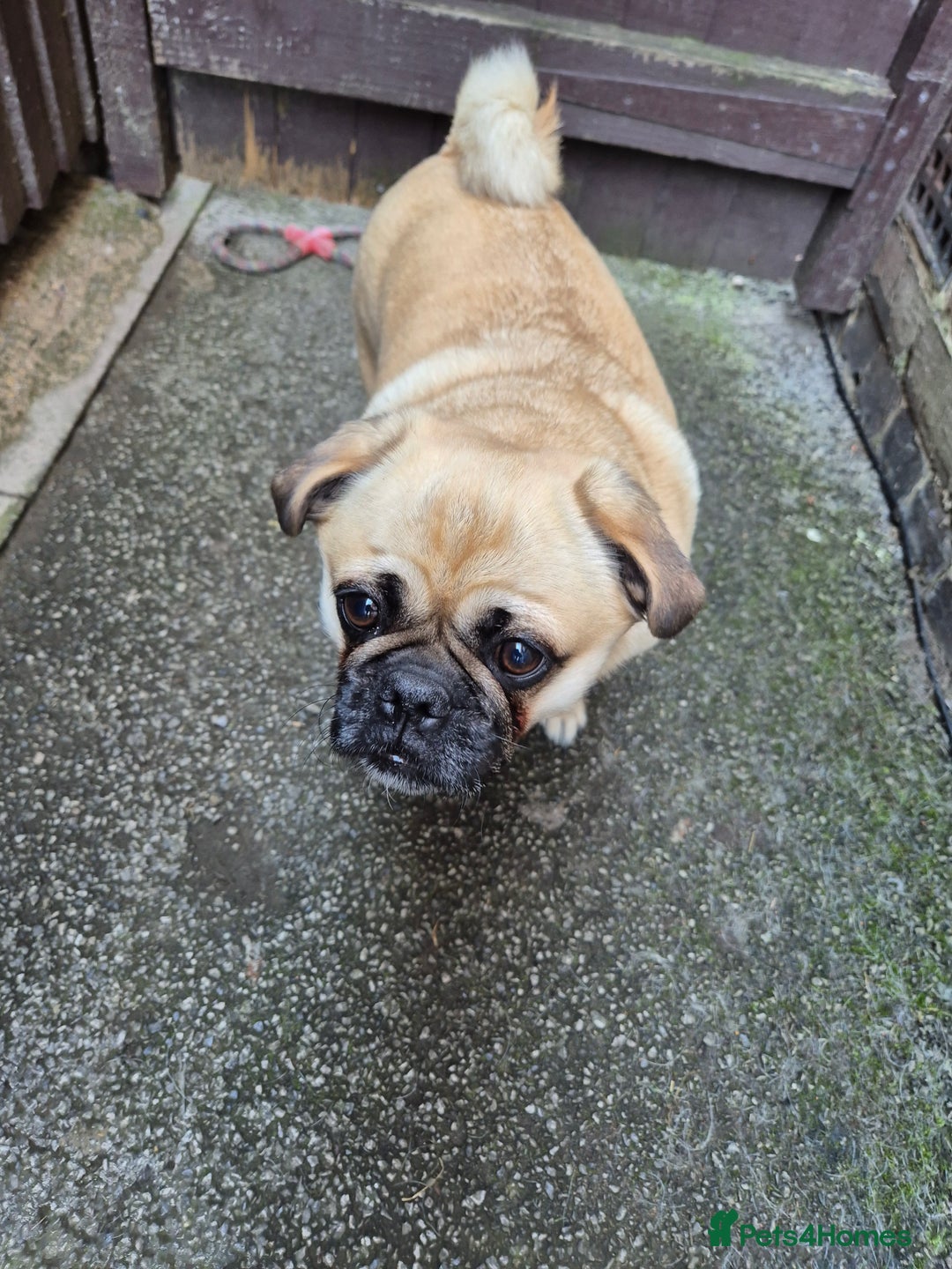 Pugs for sale for sale in Derby | Pets4Homes