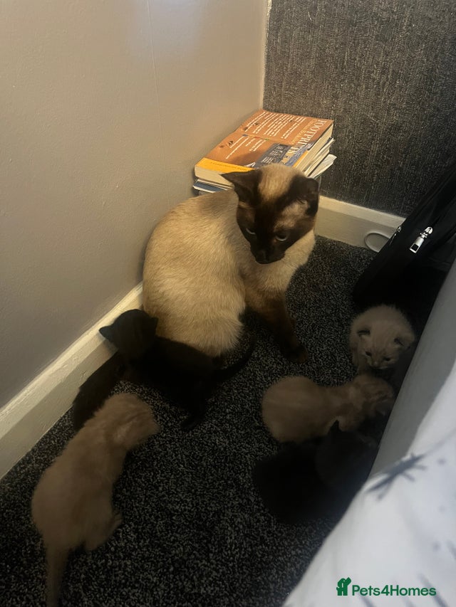 Siamese cross breeds for sale in Leeds | Pets4Homes