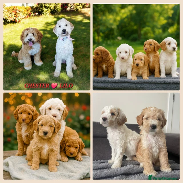 STUNNING AUSTRALIAN LABRADOODLES HIP 0/0 ELBOW 0/0 for stud in ...