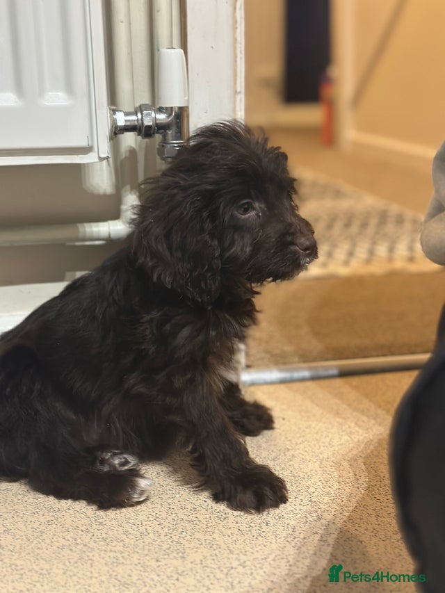 🐶 F1 Miniature Cockapoo Stud Available 🐶 for stud in Catterick Garrison ...