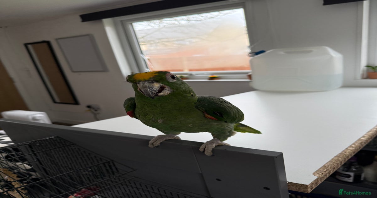 Merle Amazon parrot for sale in Peterborough | Pets4Homes