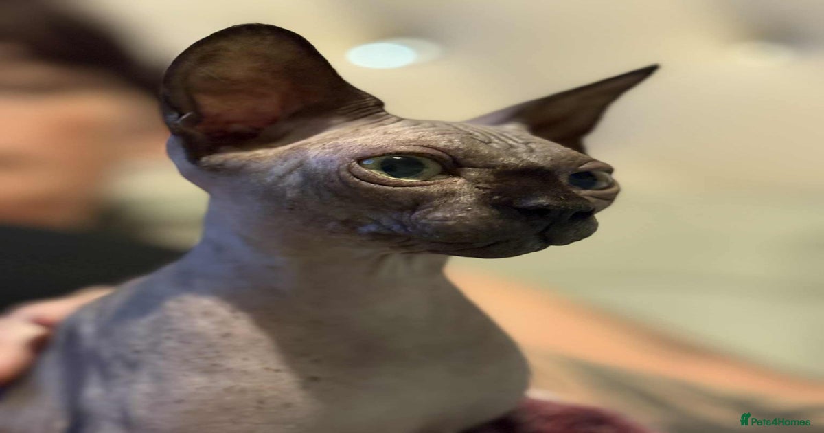Female Sphynx for sale in Ripley | Pets4Homes