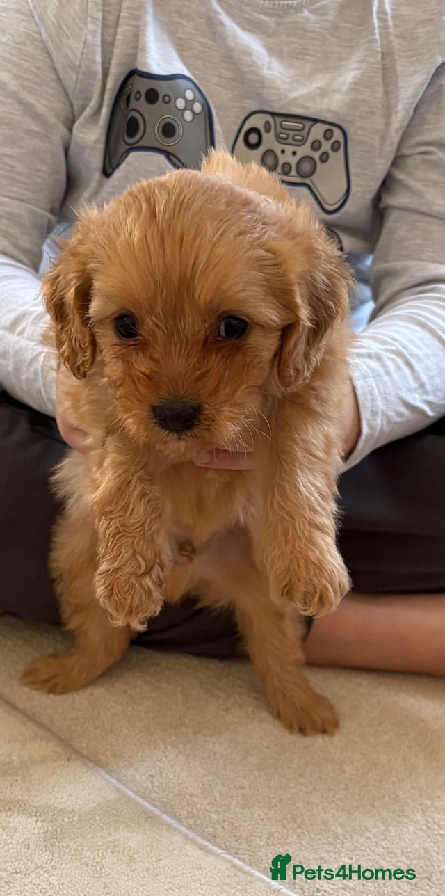 F1 CAVAPOO PUPPIES 🐶 for sale in Iver | Pets4Homes