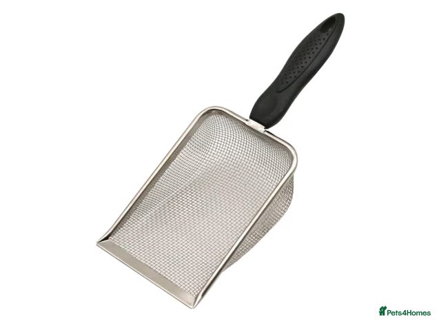 Yellow Leopard Gecko + Full setup for sale in London | Pets4Homes