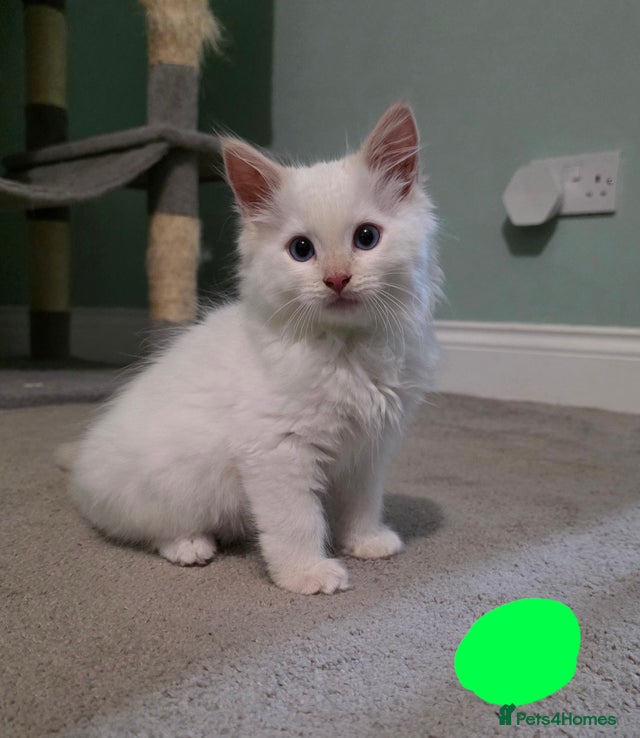 Gorgeous pure breed Ragdoll kittens for sale in Dumbarton | Pets4Homes