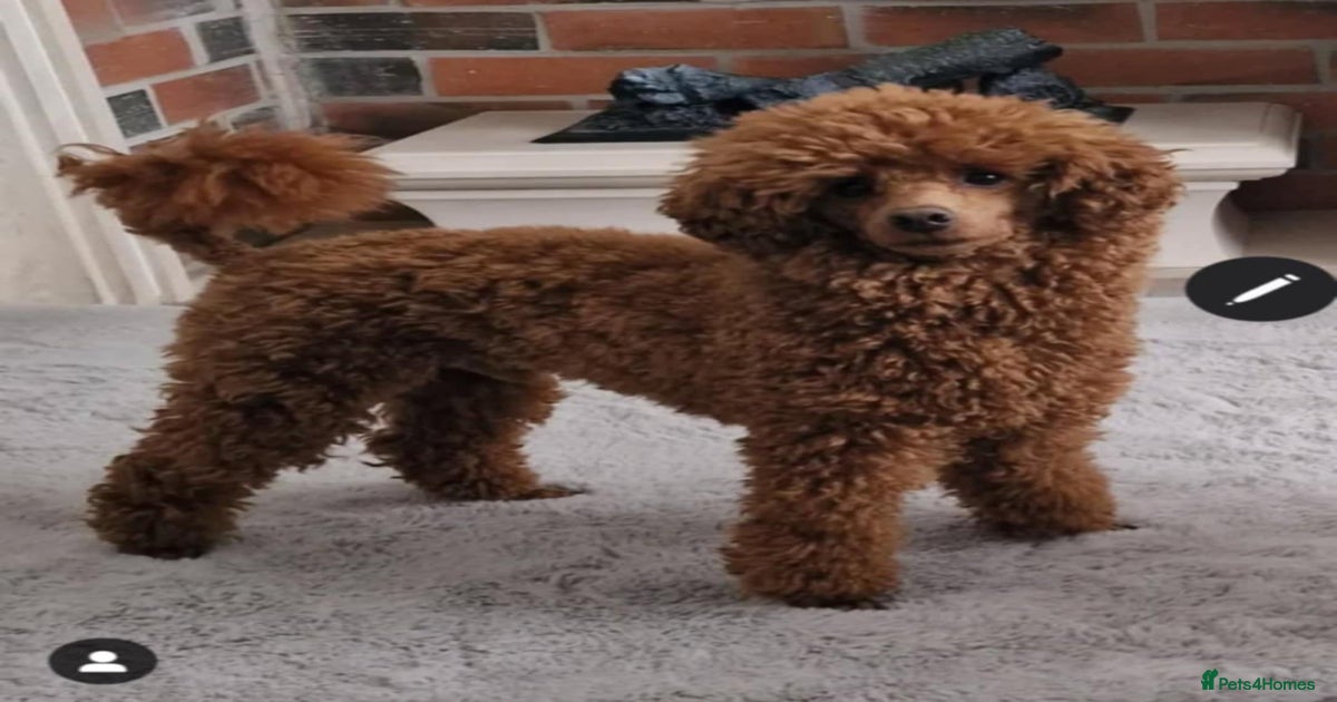 RUSSIAN RED TOY POODLE FOR STUD for stud in Morpeth | Pets4Homes