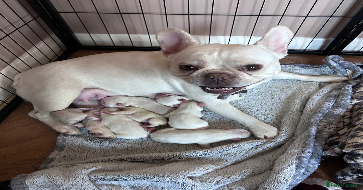 Fluffy Carrier French Bulldog Puppies for sale in Reading | Pets4Homes