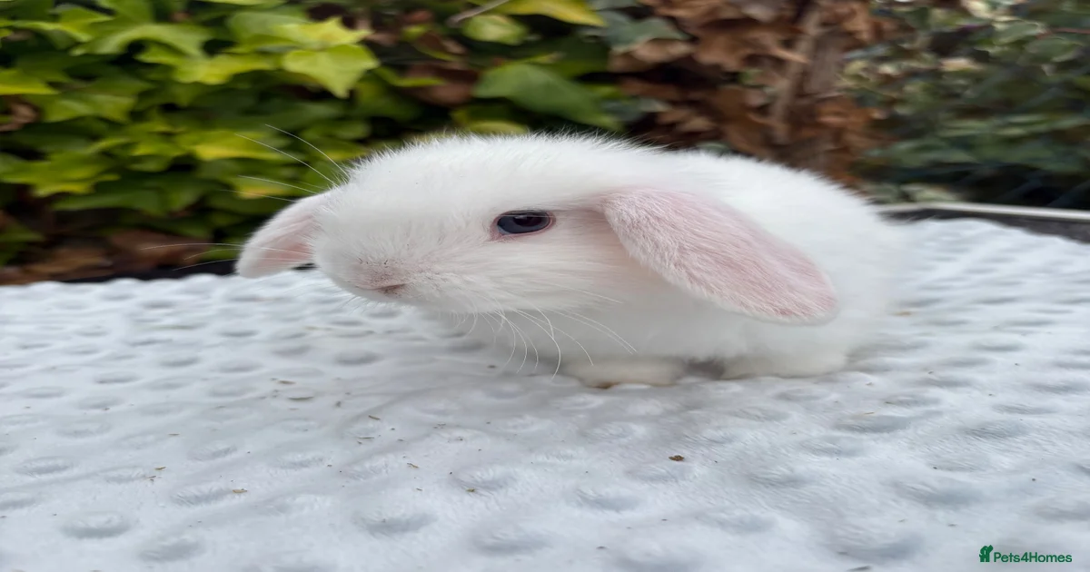 Mixed Breed Rabbits for Sale for sale in Nottingham, Nottingham ...