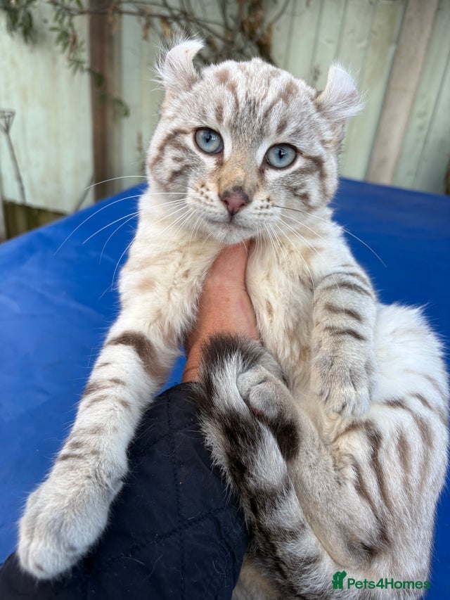 Superb snow leopard male for sale in Bromsgrove | Pets4Homes