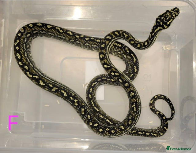 Diamond Carpet Pythons for sale in Lutterworth | Pets4Homes