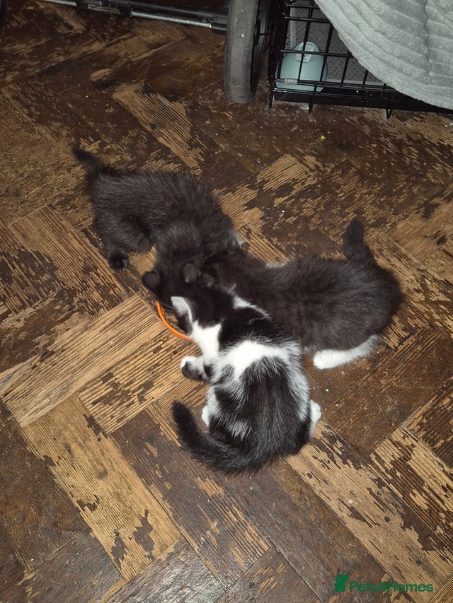 3 mixed breed kittens available for sale in Dartford | Pets4Homes