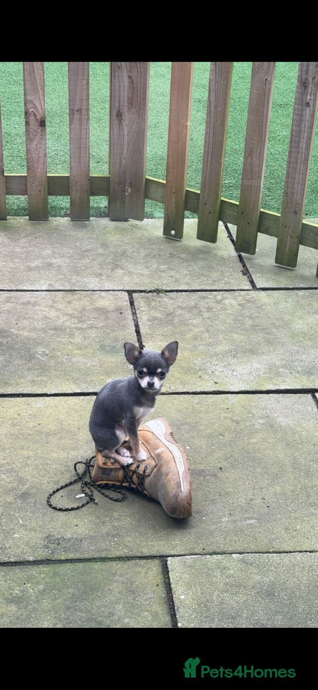Tiny blue boy for stud for stud in Braintree | Pets4Homes