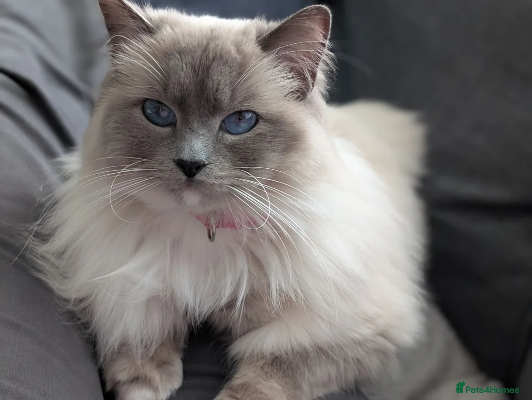 Dual registered Beautiful Blue Mitted Ragdoll Boy for sale in Market ...