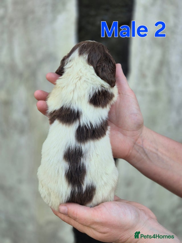 English Springer Spaniel Puppy 3 - Springer Spaniel Puppies for sale in | Pets4Homes
