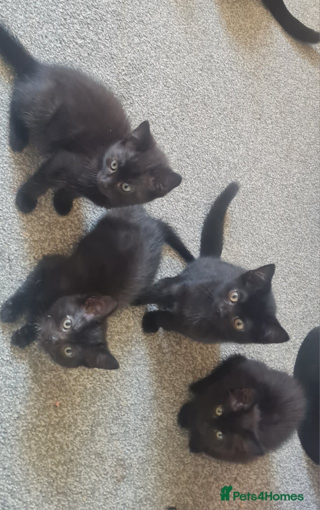 Cute boy kittens ready now for sale in Sheffield | Pets4Homes