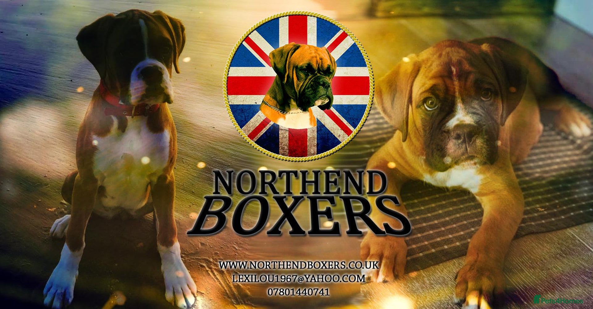 Boxer breeders | Pets4Homes