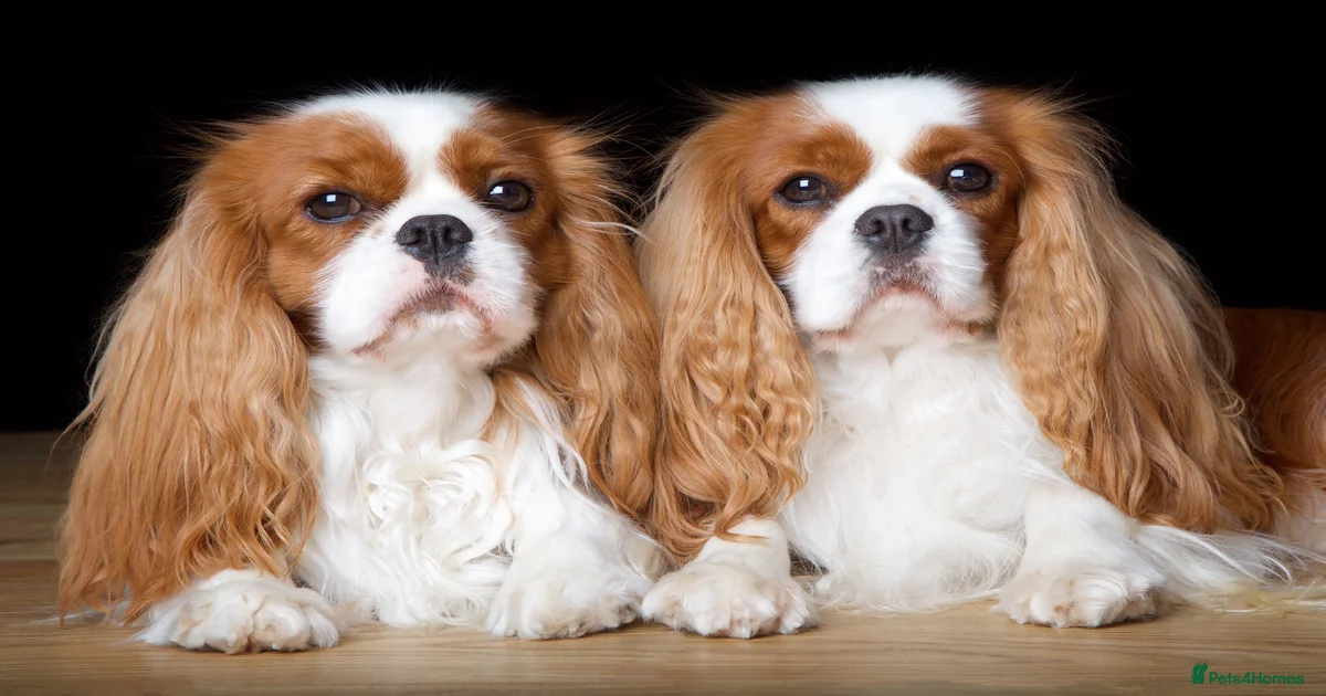 Cavalier King Charles Spaniel Dogs for stud | Pets4Homes