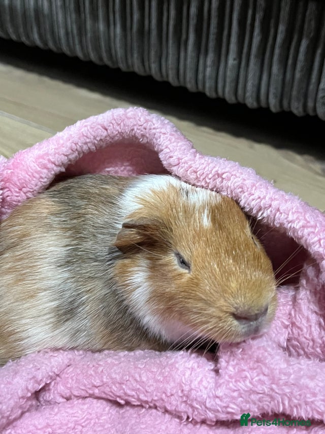 2 male guinea pigs for sale in Hatfield | Pets4Homes