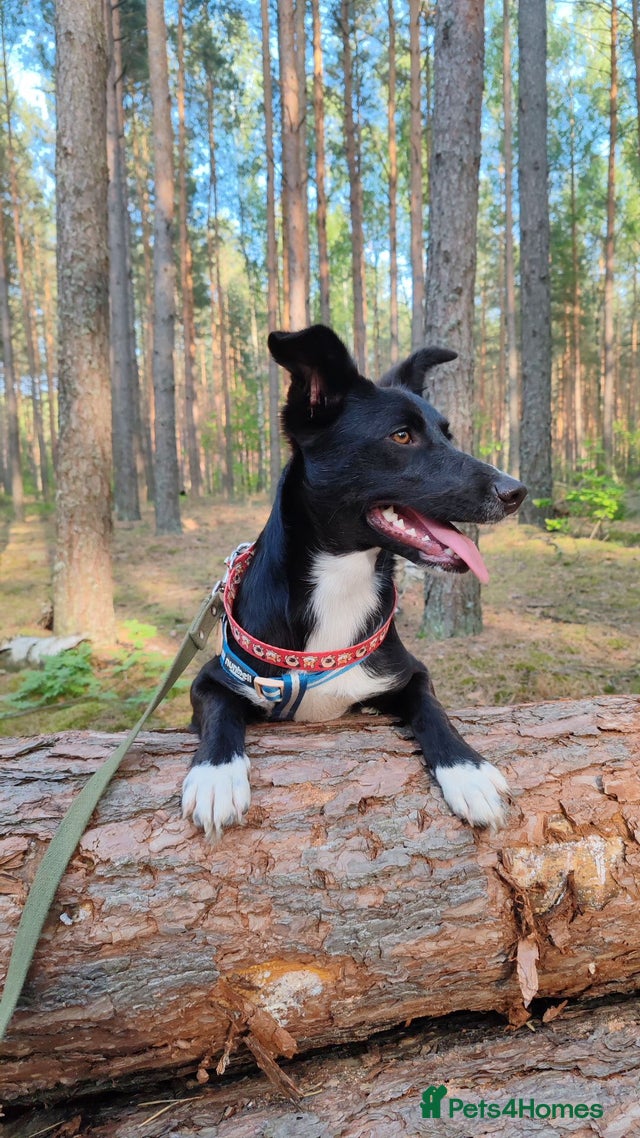 NICOLE – Border Collie (Female) for adoption in West Malling | Pets4Homes