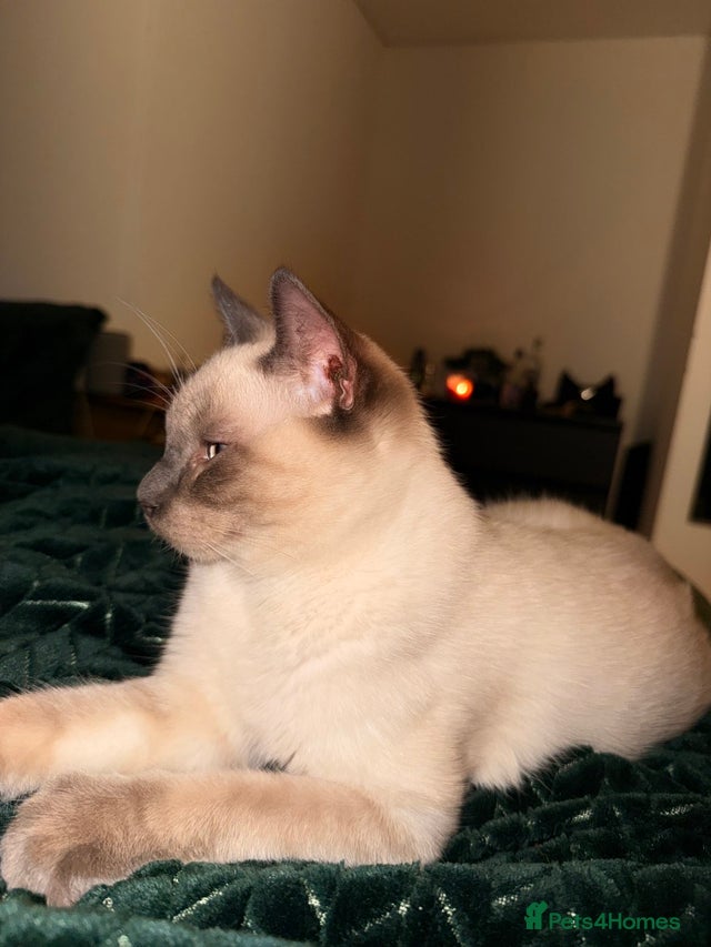 Full Ragdoll male 7 mouth old for sale in Ammanford | Pets4Homes