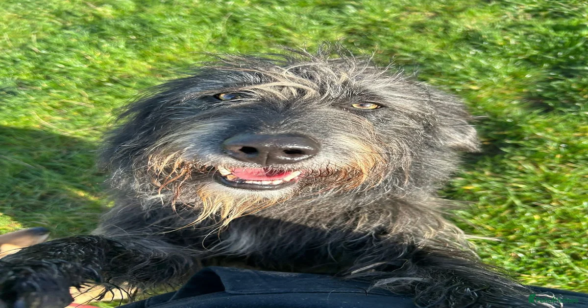 Small dog Dogs for adoption | Pets4Homes