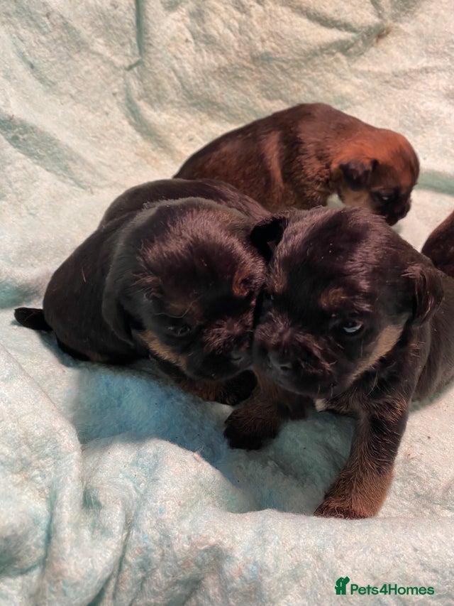 KCReg Border Terrier Pups for sale in Kilmarnock | Pets4Homes