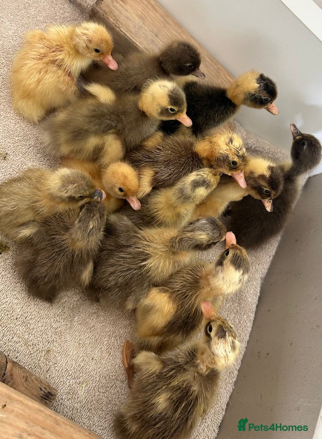 Unsexed - Indian Runner Ducklings for sale in Carnforth | Pets4Homes