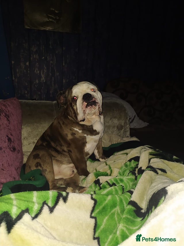 Pure english bulldog stud for stud in Dudley | Pets4Homes