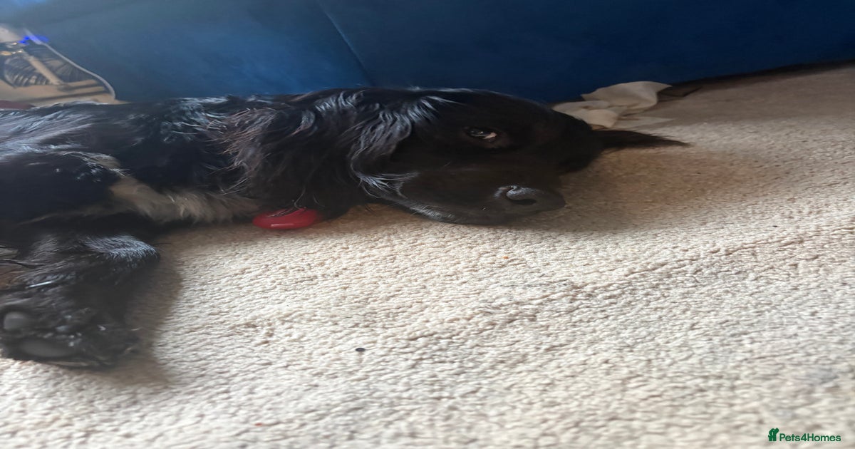 Reggie for sale in Rainham | Pets4Homes