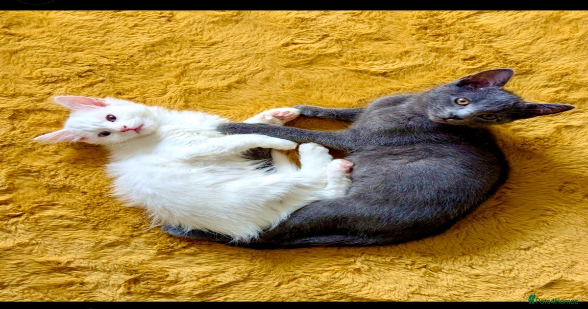 2 Male & 1 Female Turkish Angora Cats Available for sale in Barking ...
