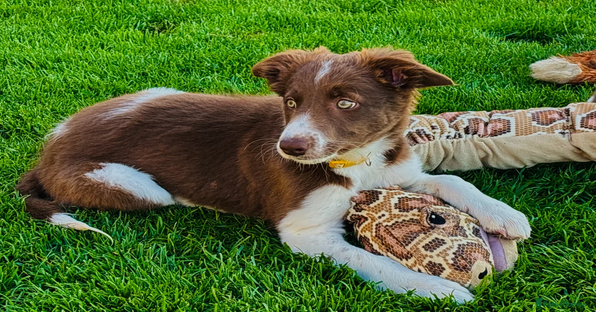 Border Collie Puppies for sale | Pets4Homes