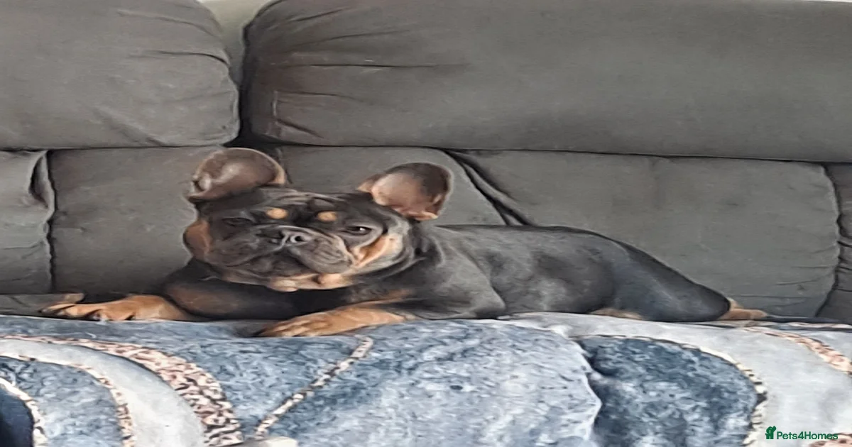Cows French Bulldog Puppies for sale | Pets4Homes