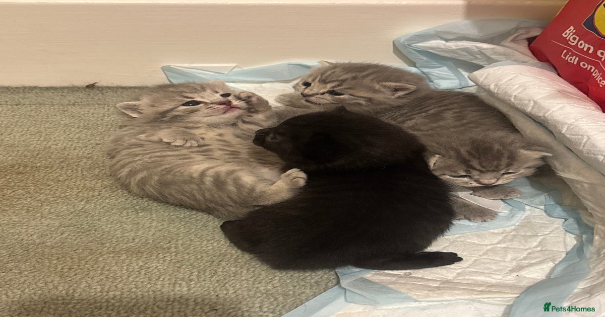 Stunning British Short Hair Kittens for sale in London | Pets4Homes