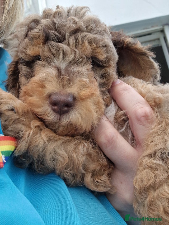 Beautiful chocolate merle Cockapoo for sale in | Pets4Homes