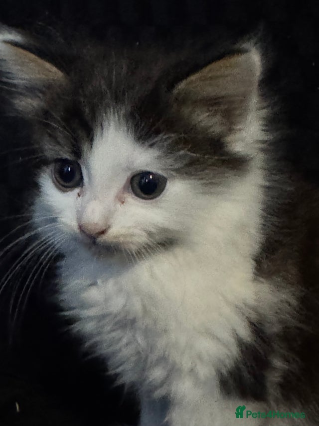 Part Maine coon kittens for sale in Eastbourne | Pets4Homes