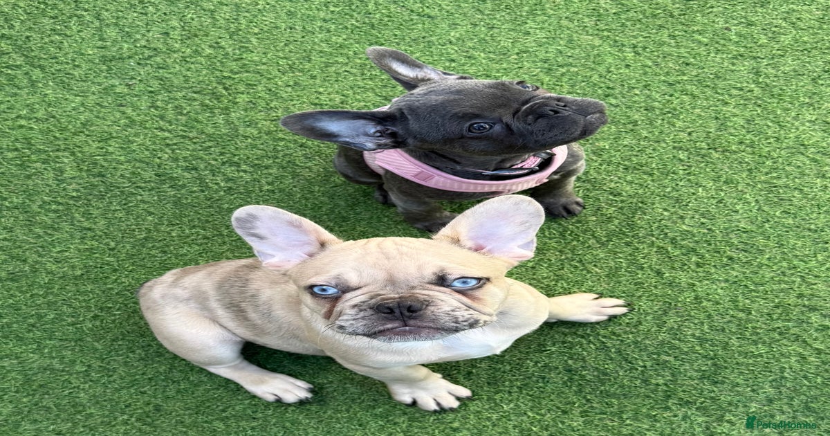 🌟 French Bulldog Puppy Ready 4 His Forever Home🌟 for sale in Canvey ...