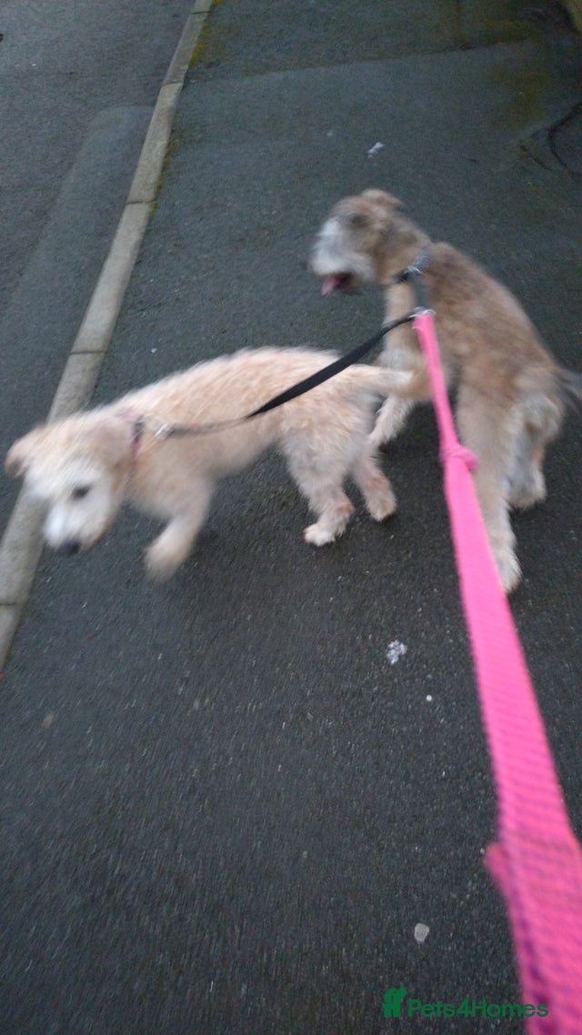 Two beautiful female soft coated Wheaton terriers for sale in Rhyl ...