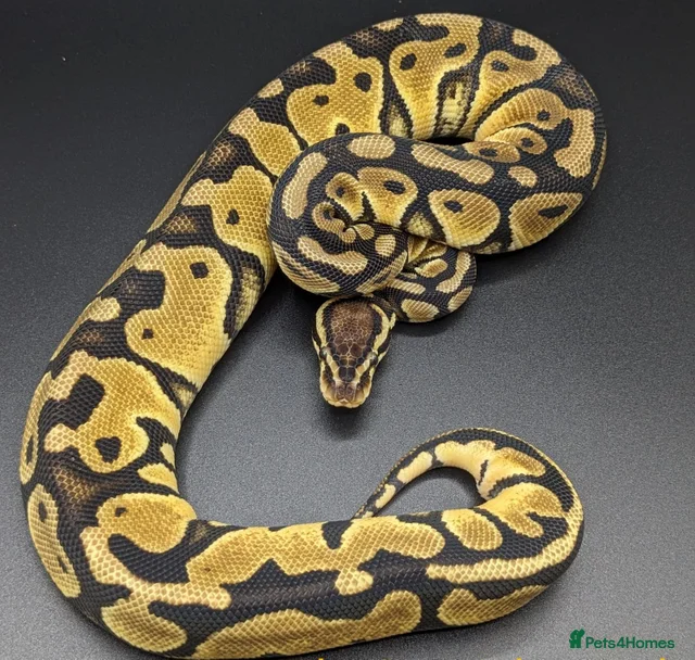 Range of Royal Pythons for sale in Burnley | Pets4Homes