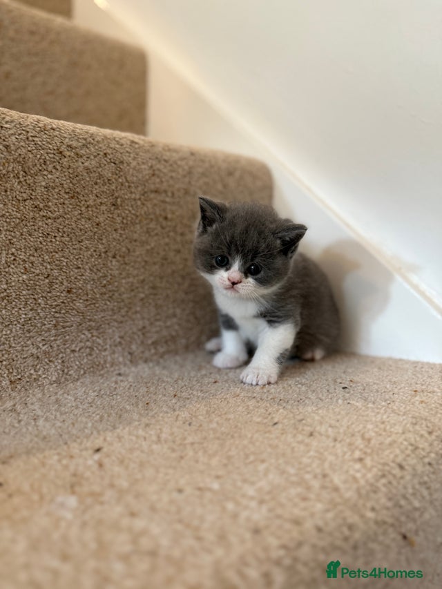 GCCF Bi-colour Blue and white BSH for sale in Dunstable | Pets4Homes