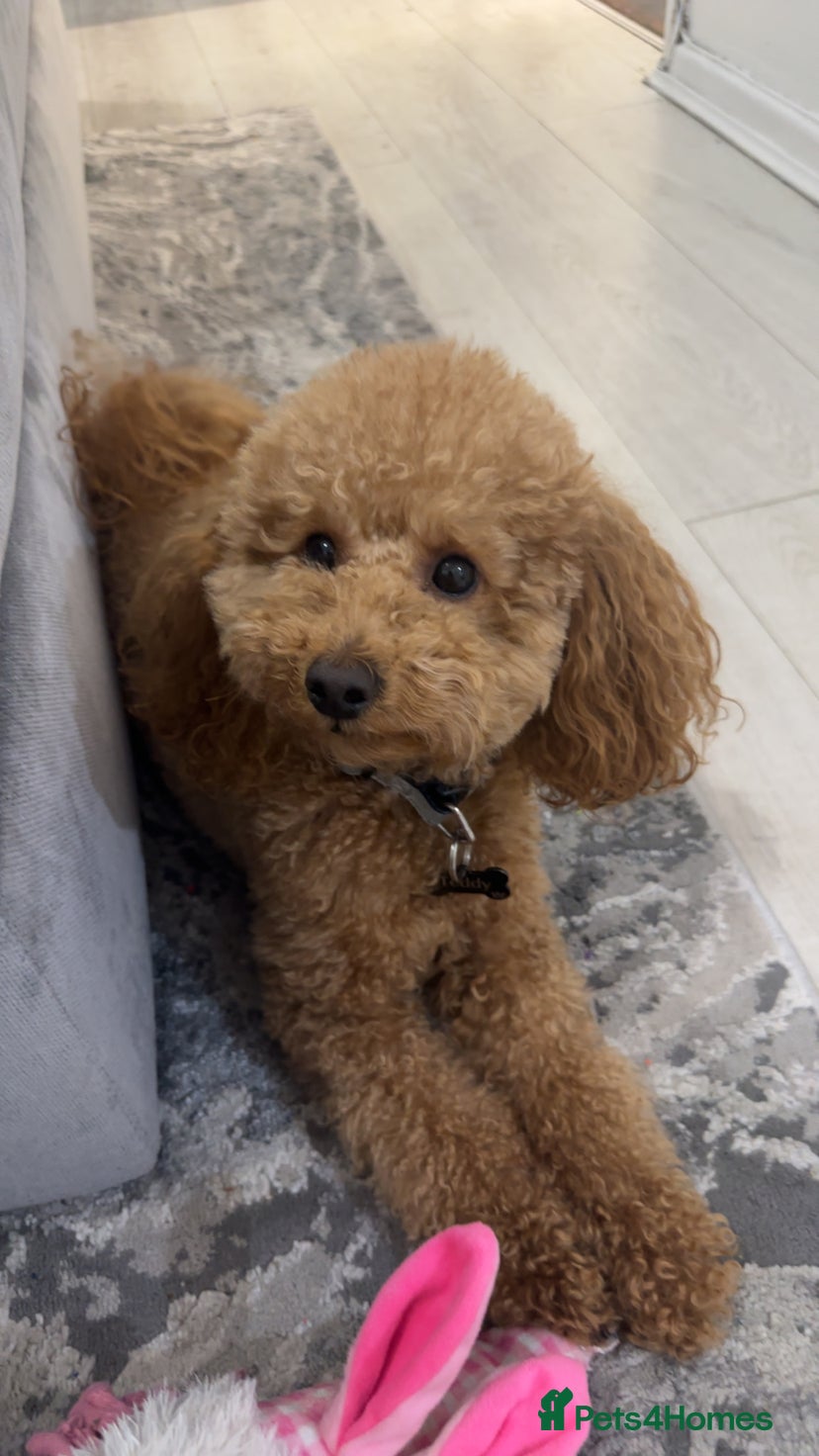 Miniature poodle for sale in Manchester | Pets4Homes