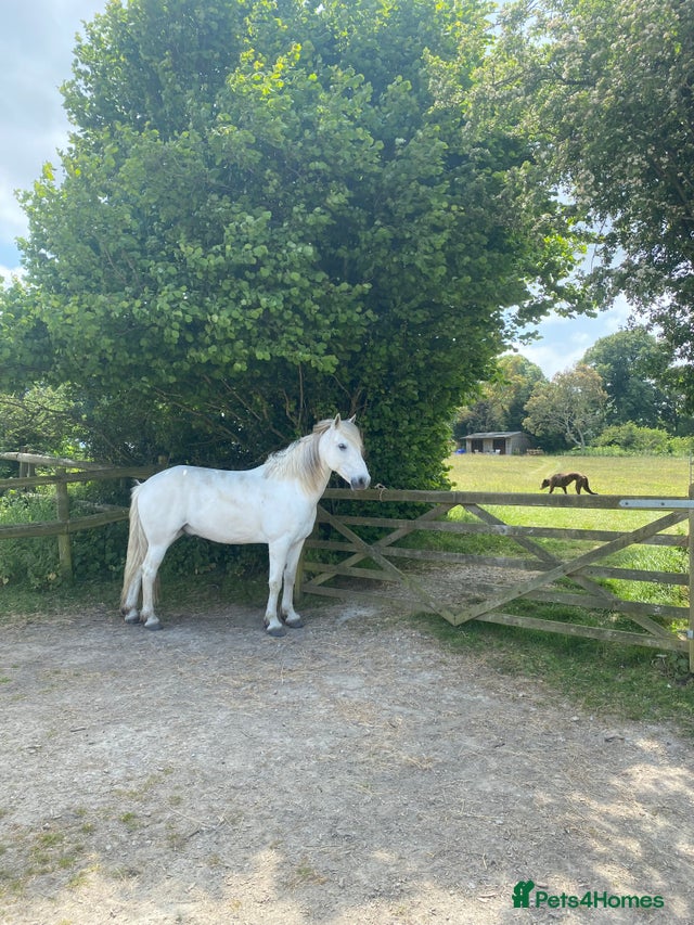 Surrey Therapy | Pets4Homes