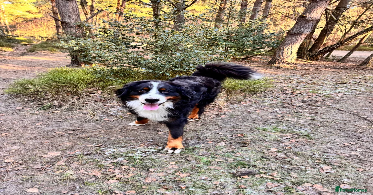 Bernese Mountain Dog Puppies for sale | Pets4Homes
