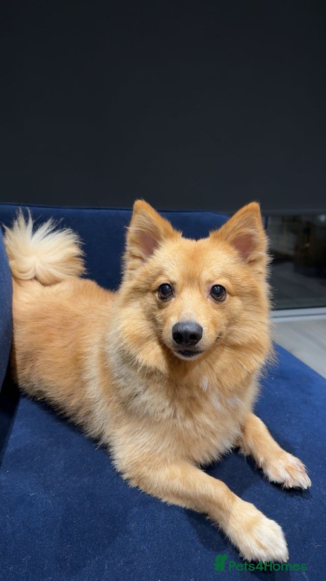 Cute Pom-Spitz available. for sale in London | Pets4Homes