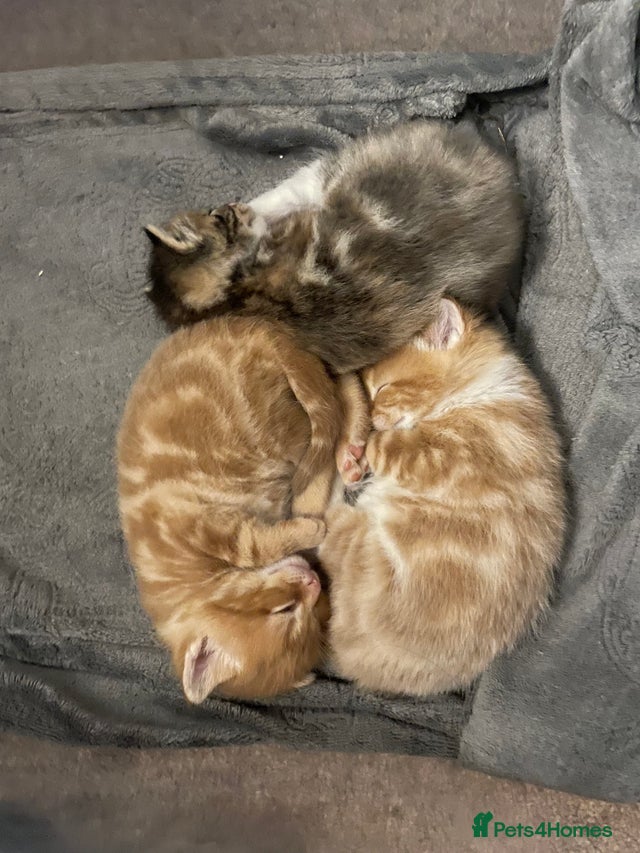 3 Beautiful Kittens 2 ginger 1 Tortie for sale in Waterlooville ...